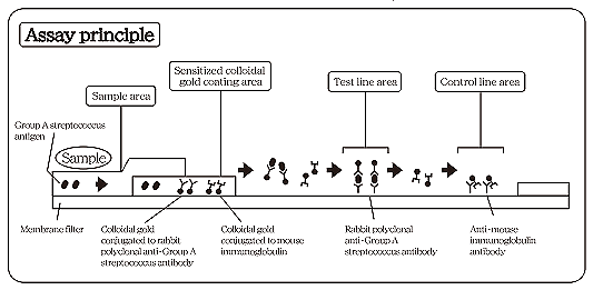 Strep A Rapid Test Streptococcal Antigen Kit - Linkseas Diagnostic ...
